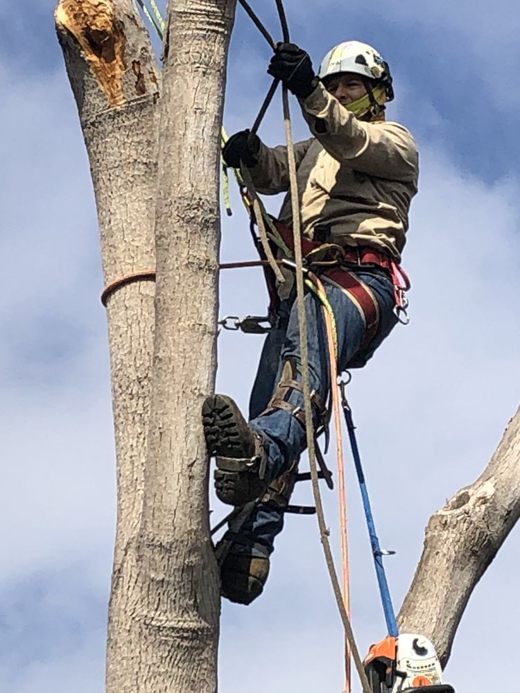 GREEN ESSENCE TREE AND LANDSCAPE - Updated February 2025 - 106 Photos ...