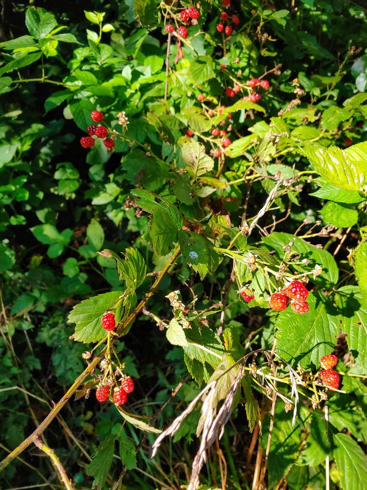 CLEPPER PARK - Updated December 2025 - 18 Photos - 4722 Summerside Rd ...