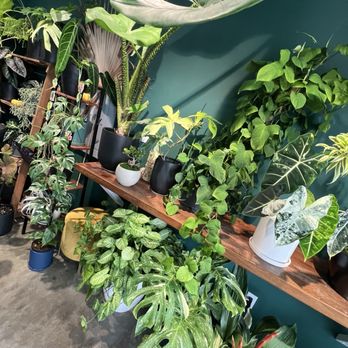 PLANTOEM - Updated July 2025 - 623 Photos & 142 Reviews - 3457 Waialae ...