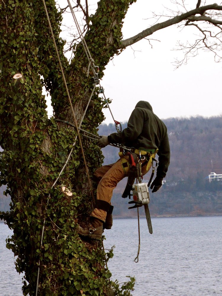 LIMBWALKER TREE CARE - Updated September 2024 - 5506 Grove Rd ...