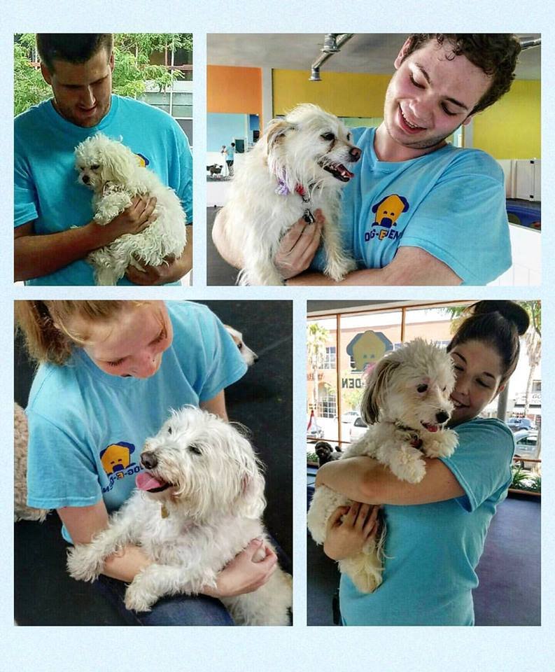 DOG-E-DEN SHERMAN OAKS - Updated April 2026 - 245 Photos & 220 Reviews ...