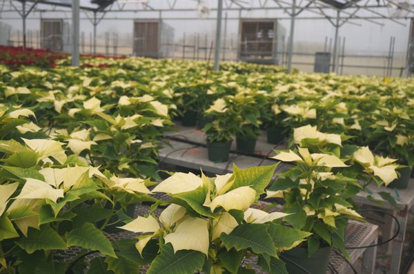 DOWN HOME RANCH - Updated September 2025 - 20250 Fm 619, Elgin, Texas ...