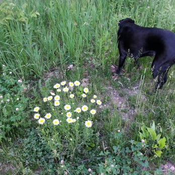 FOX RIVER BLUFF DOG PARK - Updated October 2025 - 31 Photos & 11 ...