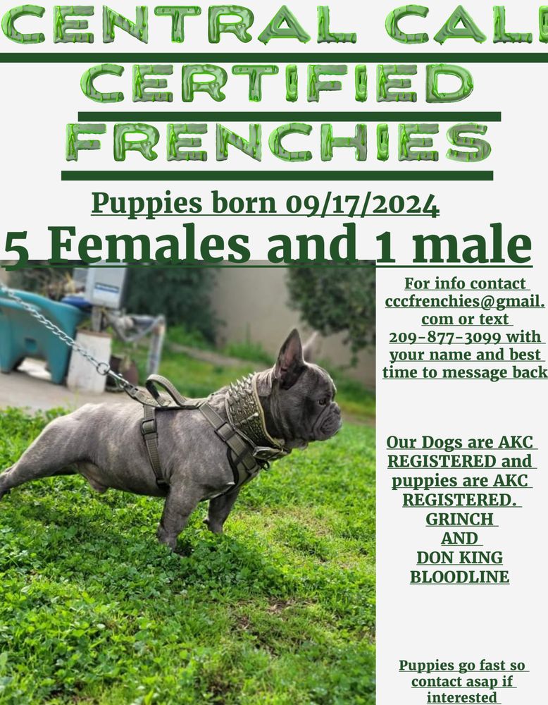 CENTRAL CALI CERTIFIED FRENCHIES - Updated July 2025 - Request ...