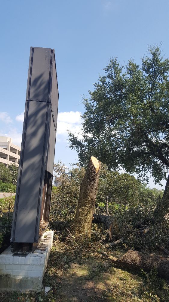 MARTINEZ TREE SERVICE - Updated July 2025 - 76 Photos - Arlington ...