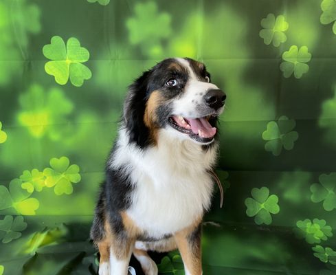 WAGS - Updated December 2025 - 43 Photos & 34 Reviews - 135 Southwest ...