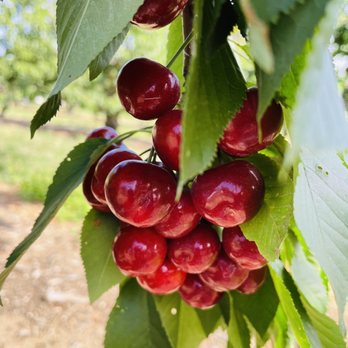 FREITAS CHERRY RANCH - Updated May 2025 - 39 Photos & 50 Reviews - 555 ...