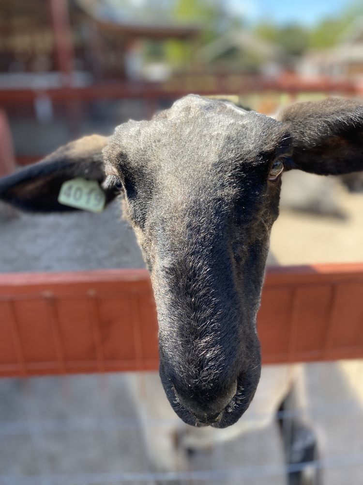 PETTING ZOO OCALA - 82 Photos & 33 Reviews - 11150 W Hwy 40, Ocala, FL ...