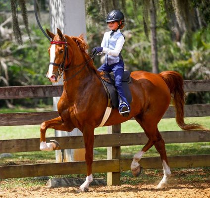 SUNCOAST STABLES AND RIDING ACADEMY - Updated August 2025 - 41 Photos ...