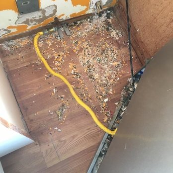 XTREME RODENT CONTROL - Updated January 2026 - 108 Photos & 143 Reviews ...