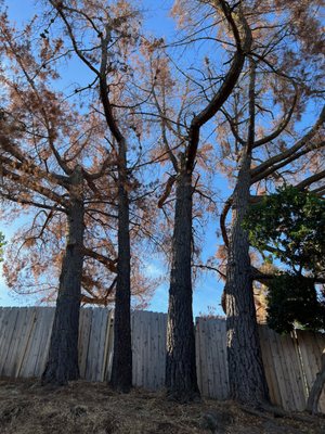 SUPERIOR TREE SERVICE - Updated December 2025 - 83 Photos & 148 Reviews ...