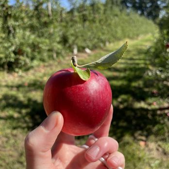 SOERGEL ORCHARDS & GARDEN CENTER - Updated December 2025 - 417 Photos ...