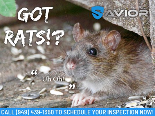 SAVIOR PEST SOLUTIONS - Updated September 2025 - 23 Photos - 58 ...