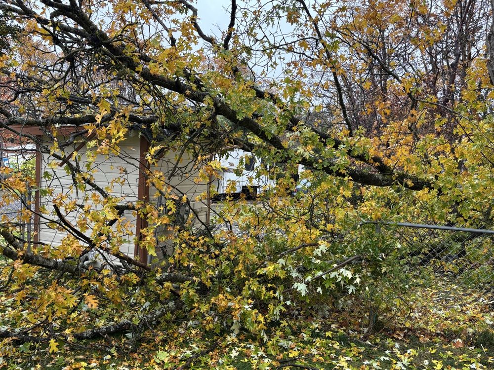 HONEST TREE - Updated August 2025 - Request a Quote - 11 Photos ...