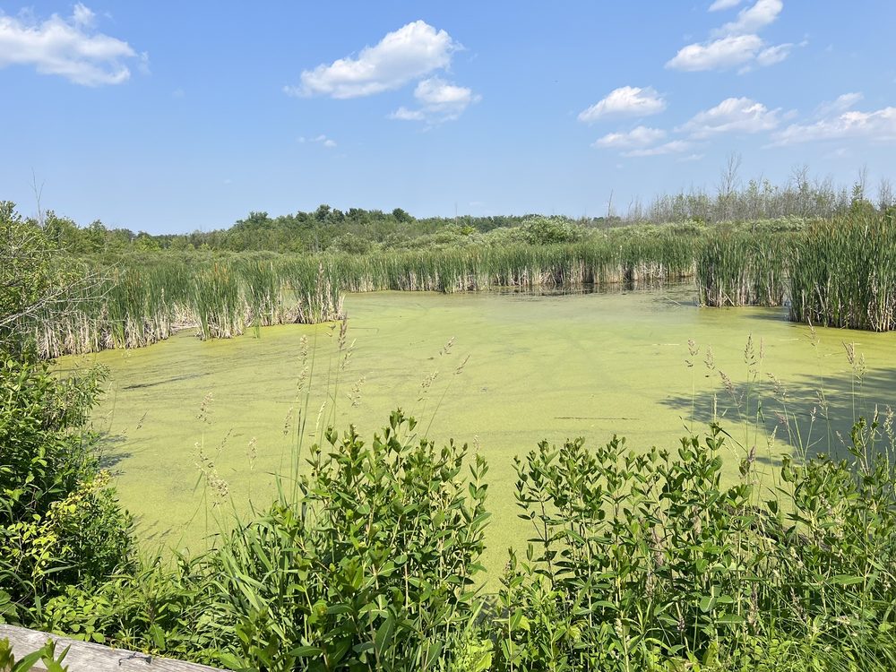 HALTON REGION FOREST - CONLEY TRACT - Updated February 2025 - 12299 ...