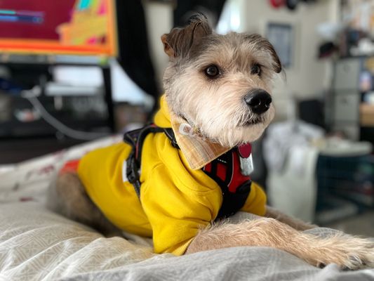 CITY DOGS & CITY KITTIES RESCUE - Updated June 2025 - 84 Photos & 57 ...