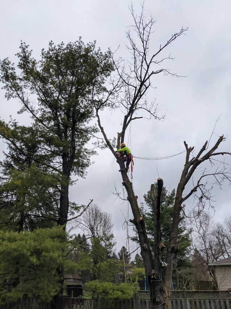 VALENS TREE CARE - Updated December 2024 - Request a Quote - 42 ...