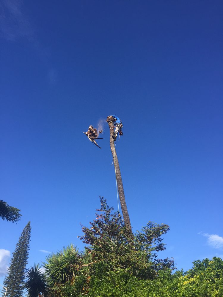 ONE CUT TREE TRIMMING - Request a Quote - Haiku, HI - Yelp