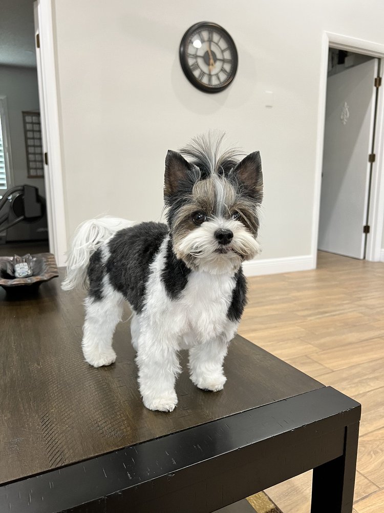 BOSS THE PET CONNECTION - 121 Photos & 30 Reviews - 6601 Boynton Beach ...