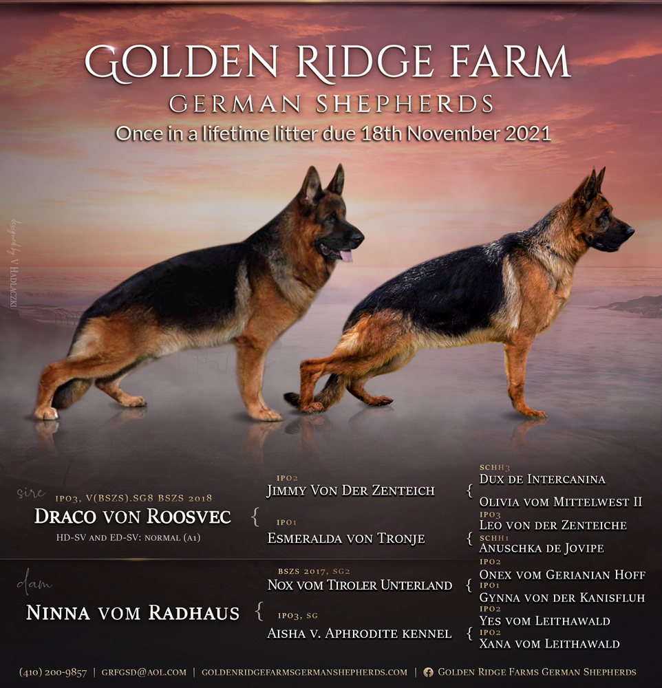 GOLDEN RIDGE FARM GERMAN SHEPHERDS - Updated July 2025 - Upperco ...