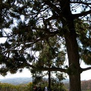 THE GEORGE HARRISON TREE - 27 Photos - 2800 E Observatory Rd, Los ...