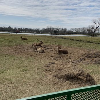 BAYOU WILDLIFE ZOO - Updated January 2026 - 349 Photos & 155 Reviews ...