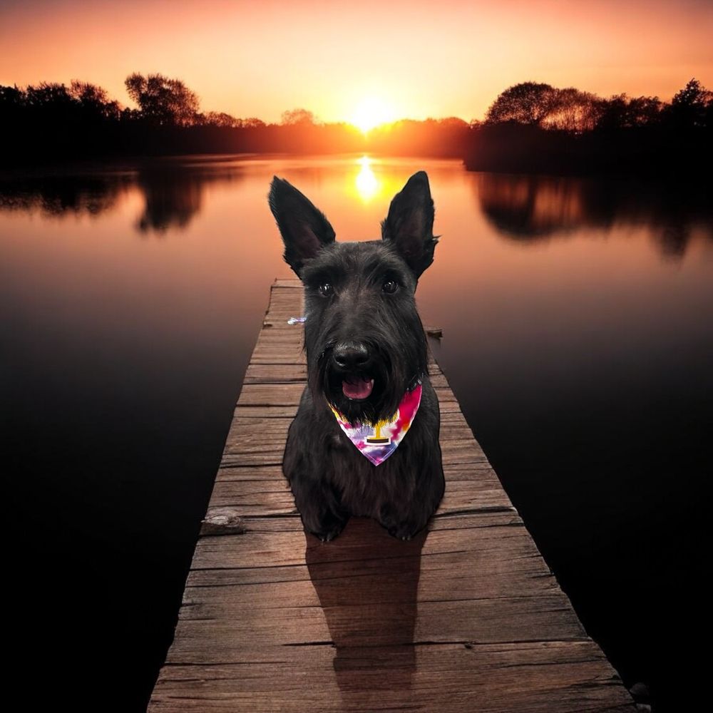 PEACE LOVE PAWS GROOMING - Updated January 2026 - 34 Photos - 4294 ...