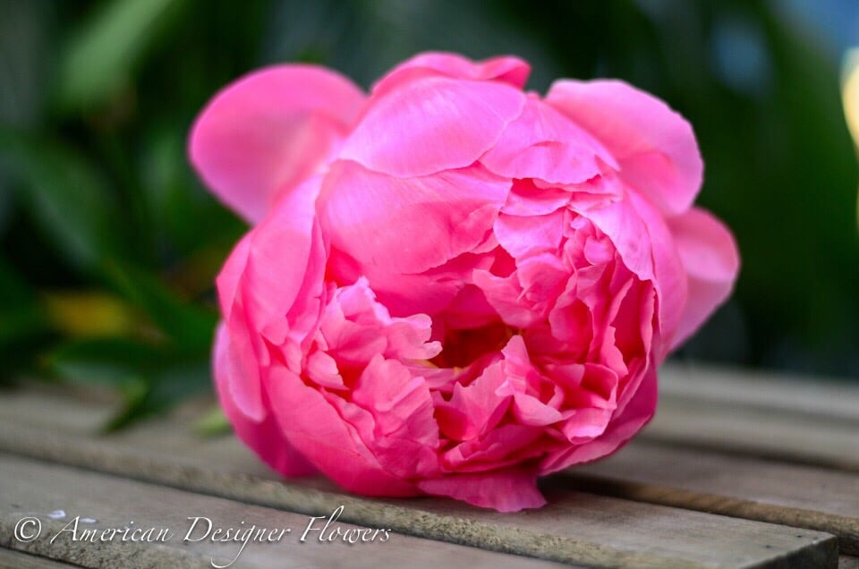 AMERICAN DESIGNER FLOWER - Updated July 2025 - 79 Photos - 4563 ...