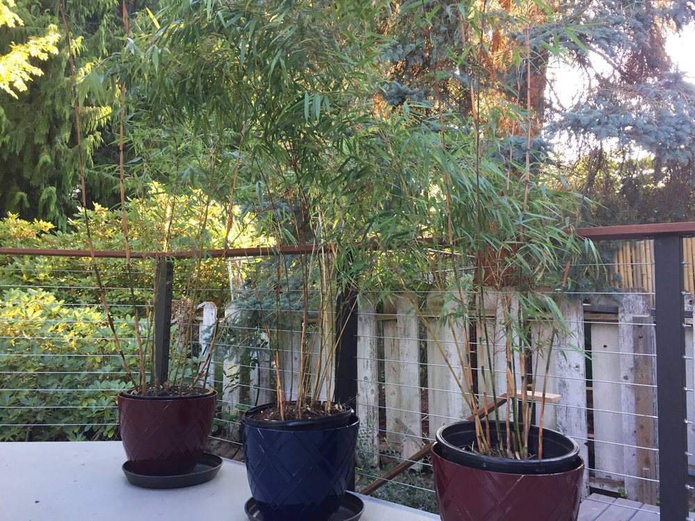 BAMBOO COLLECTIVE - Gardeners - 12TH Ave NW, Seattle, WA - Phone Number ...