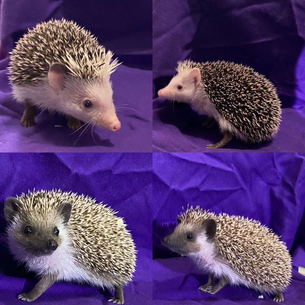 ROSE CITY HEDGEHOGS - Updated December 2025 - 12 Photos - Gresham ...