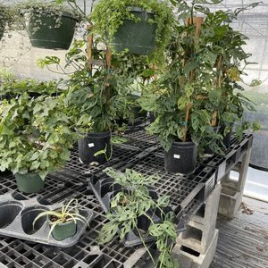 CHRISTY’S NURSERY - Updated October 2025 - 17 Reviews - 2400 Concord Pkwy S, Concord, North ...