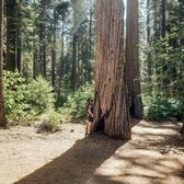 Calaveras Big Trees State Park - 661 Photos & 255 Reviews - Parks ...