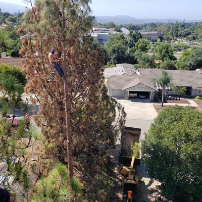 MASTER TREE SERVICES - Updated July 2025 - 235 Photos & 295 Reviews ...