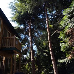 BETTER VIEW TREE SERVICE - 97 Photos & 17 Reviews - Kirkland ...