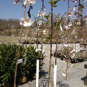 BATES NURSERY AND GARDEN CENTER - Updated August 2025 - 286 Photos & 66 ...