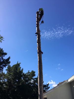 JOHN SISCO TREE SERVICE AND REMOVALS - Updated December 2025 - 12 ...