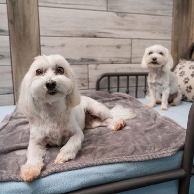 PET PARADISE AMELIA - 17 Photos & 10 Reviews - 463393 State Rd 200 ...