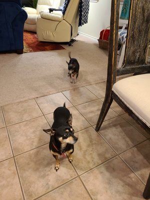 JOSHUA ANIMAL CLINIC - Updated December 2025 - 16 Photos & 18 Reviews ...