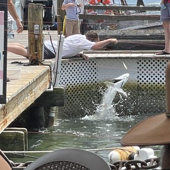 HUNGRY TARPON RESTAURANT - Updated July 2024 - 707 Photos & 583 Reviews ...