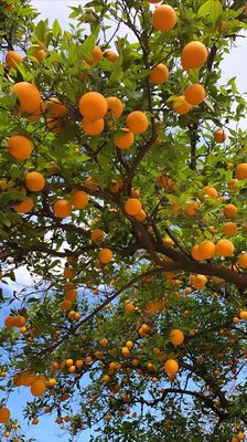 CSUN POND - 321 Photos & 86 Reviews - 18111 Nordhoff St, Los Angeles ...