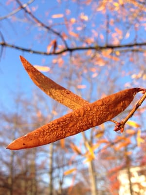 CHEATHAM ANNEX YORKTOWN NAVAL WEAPONS STATION - Updated August 2025 ...