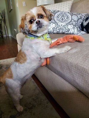 DIPPITY DO DOG PET GROOMING SALON - Updated September 2024 - 20 Photos ...