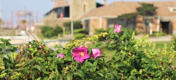 FIELD 6 JONES BEACH - Updated January 2025 - 382 Photos & 37 Reviews ...