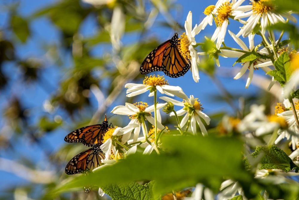 MONARCH GROVE SANCTUARY - Updated January 2026 - 578 Photos & 146 ...