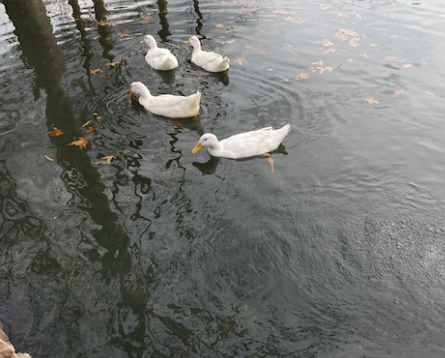 SPANE PARK - Updated September 2025 - 30 Photos - 14400 Gundry Ave ...