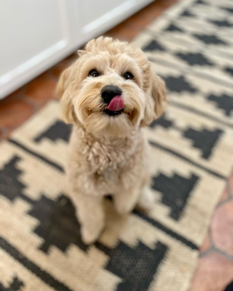 NADO WALKS AND PET SITTING - 12 Photos - Coronado, California - Dog ...