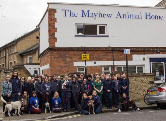 THE MAYHEW ANIMAL HOME - Updated July 2025 - 10 Reviews - Trenmar ...