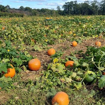 ALSTEDE FARMS - Updated 2024 - 980 Photos & 510 Reviews - 1 Alstede ...