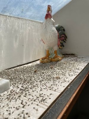 PETTI PEST CONTROL - Updated October 2025 - 28 Photos - 835 E ...