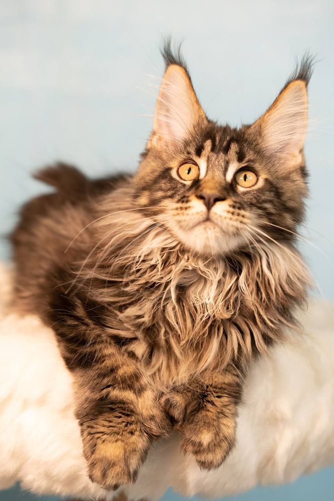 TOROPOVA KITTENS CATTERY - Updated June 2026 - Request Information - 26 ...